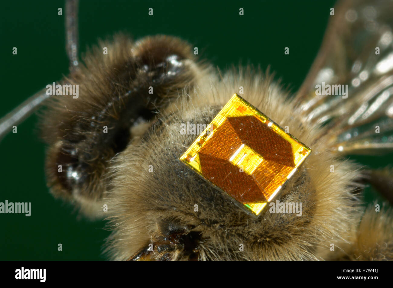 Honey Bee (Apis mellifera) with a RFID-Chip on its back, Bee Station at ...