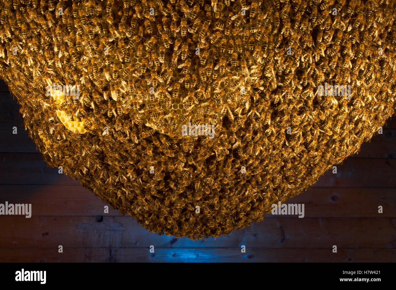 Honey Bee (Apis mellifera) natural beehive, built in wooden hut in the ...