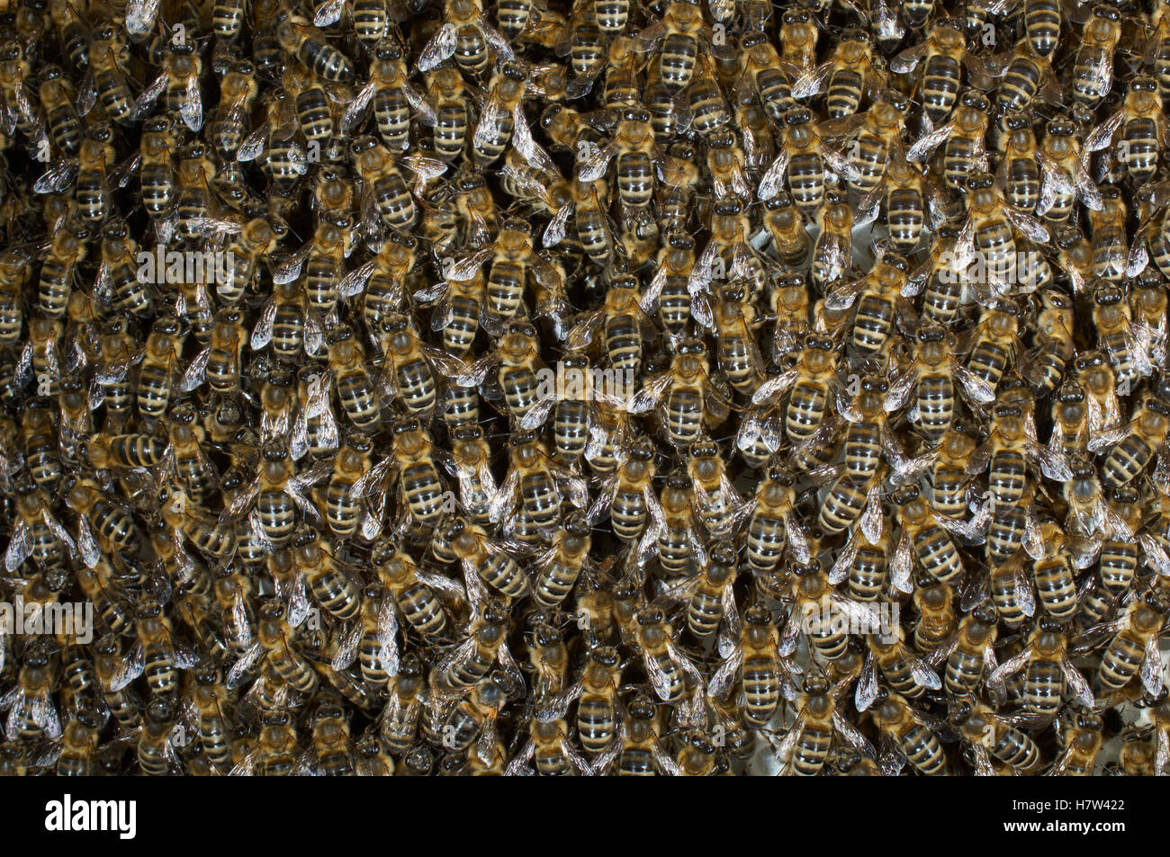 Honey Bee (Apis mellifera) mass on honeycomb, Bee Station at the ...