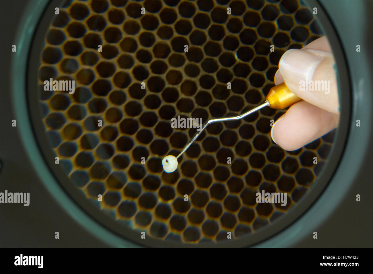 Honey Bee (Apis mellifera) larva taken out of honeycomb to be used for ...