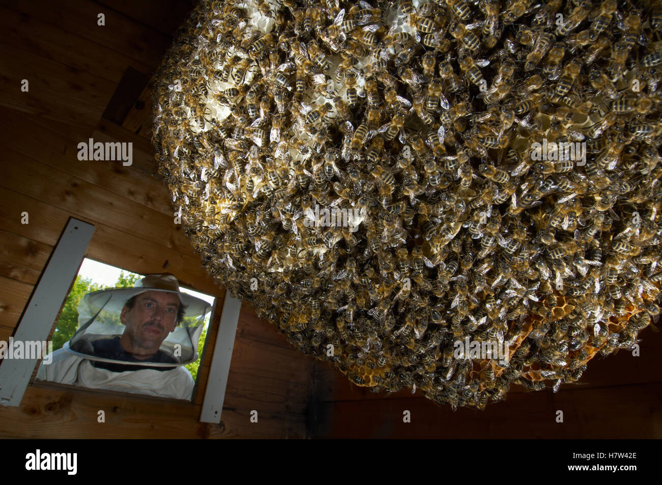 Honey Bee (Apis mellifera) natural beehive, built in wooden hut in the ...