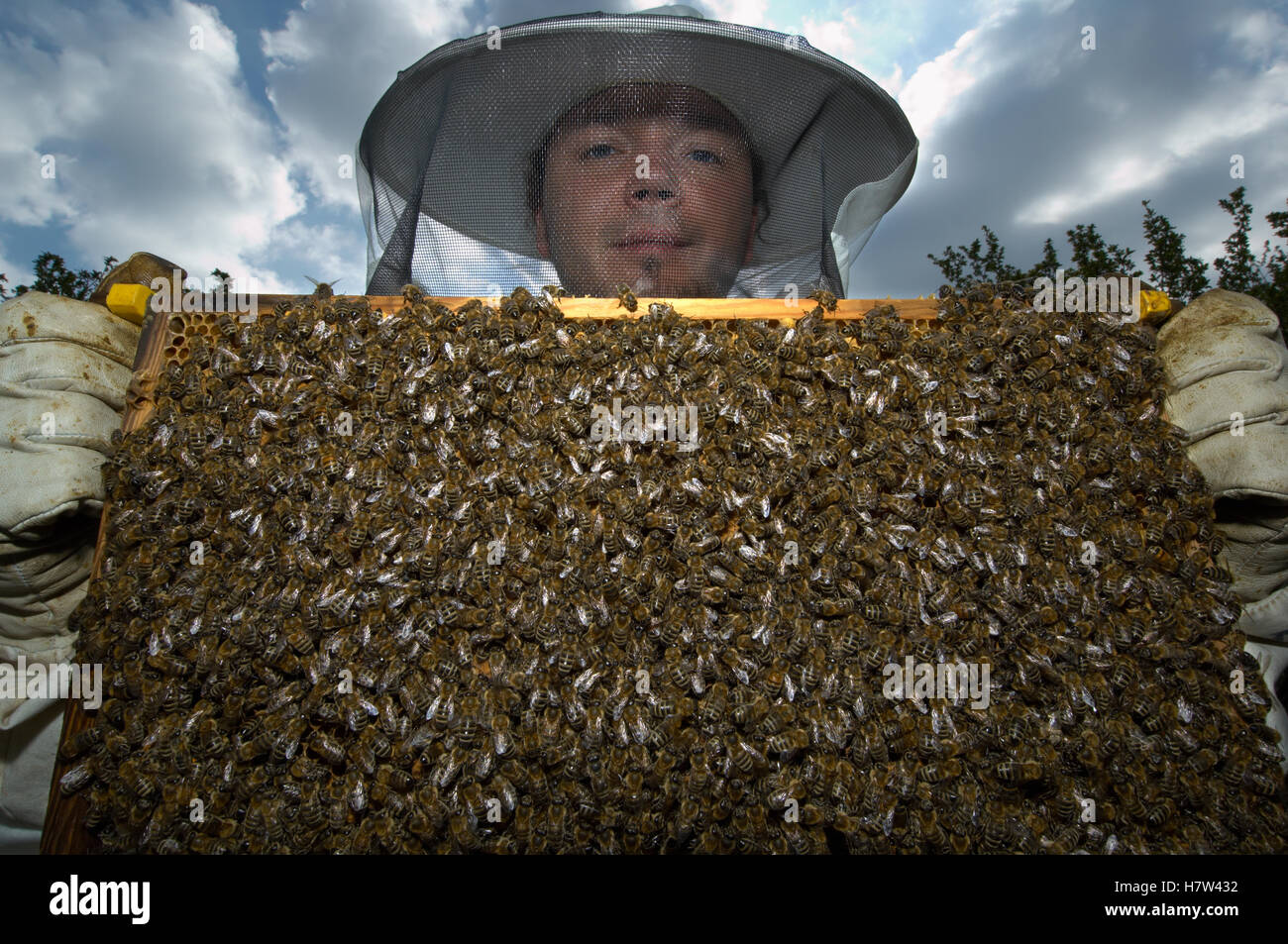 Honey Bee (Apis mellifera) swarm covering honeycomb held by biologist ...