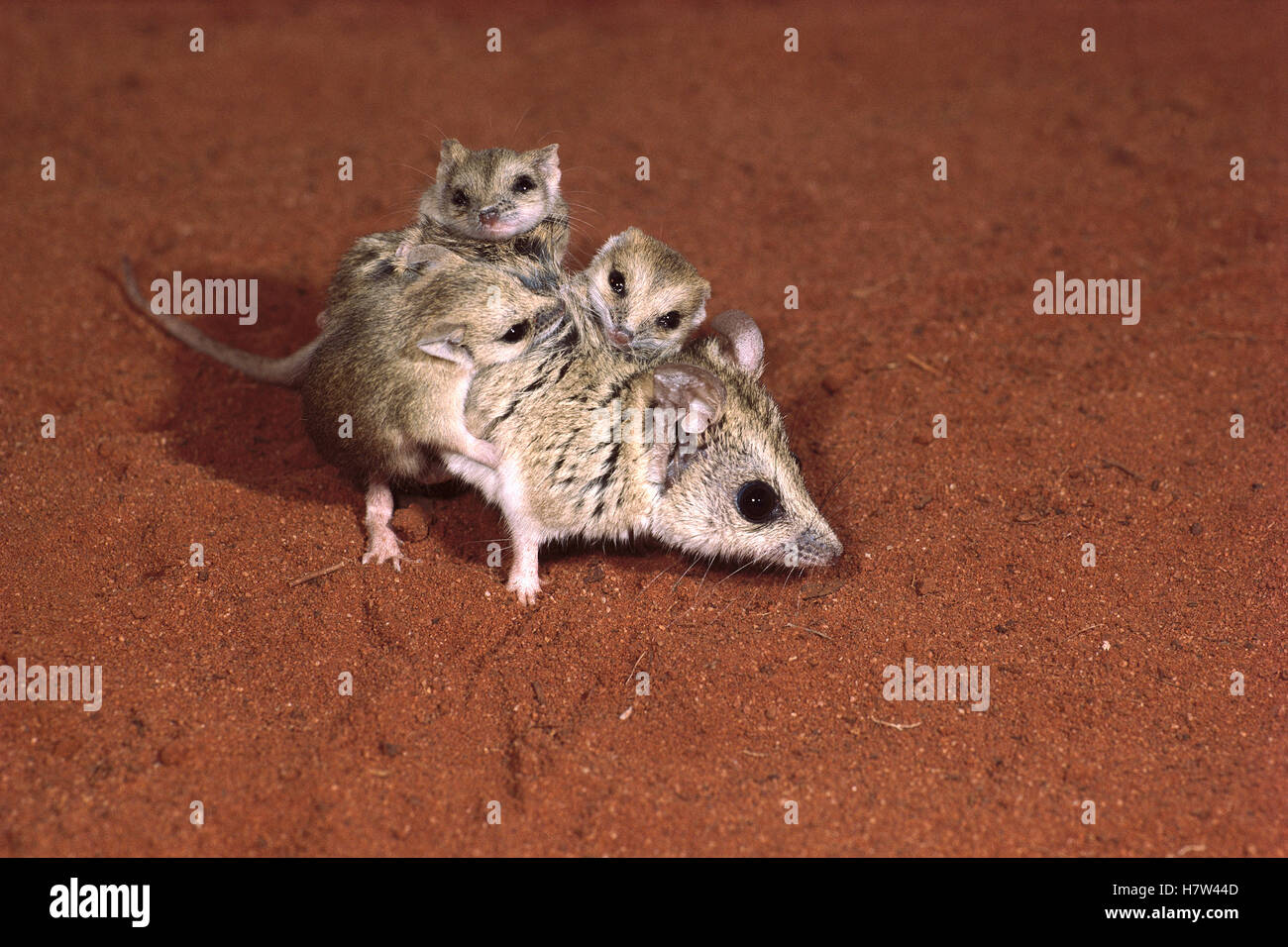 Stripe-faced Dunnart (Sminthopsis macroura) female and her young ...