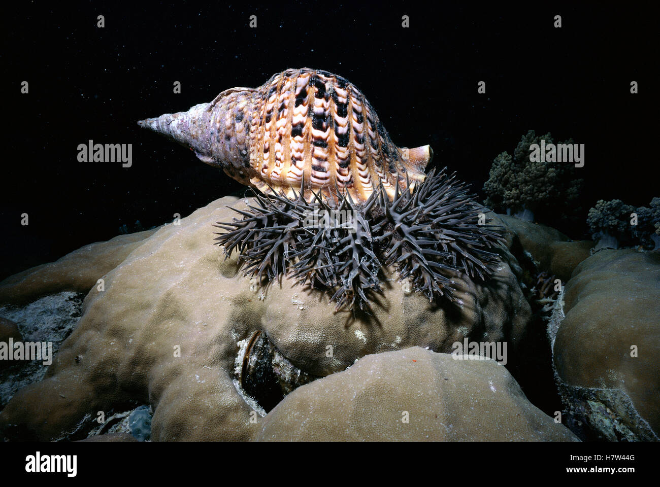 Atlantic Trumpet Triton (Charonia tritonis) feeding on Crown-of-thorns ...