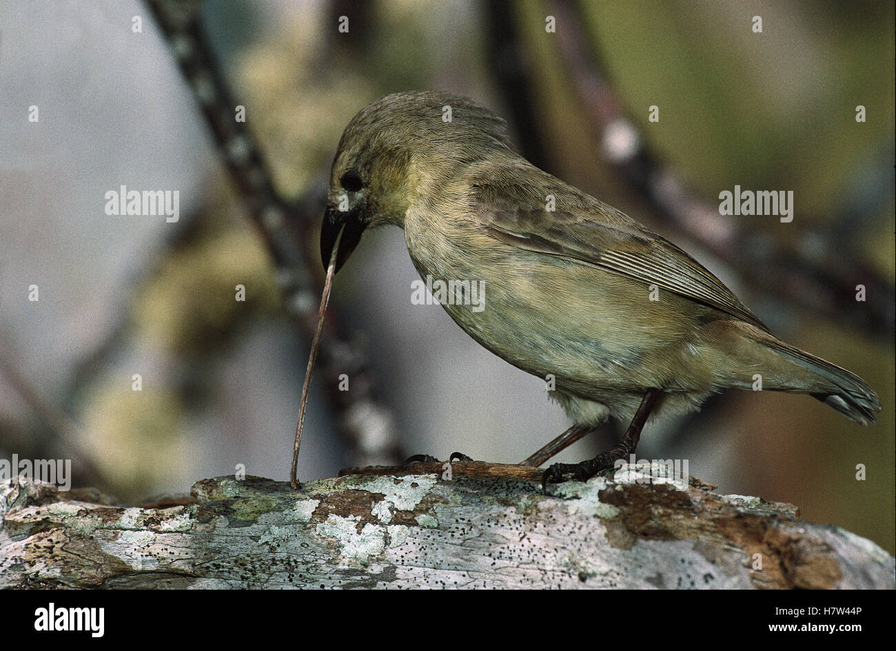 Woodpecker Finch (Camarhynchus pallidus) using tool to dislodge grub ...