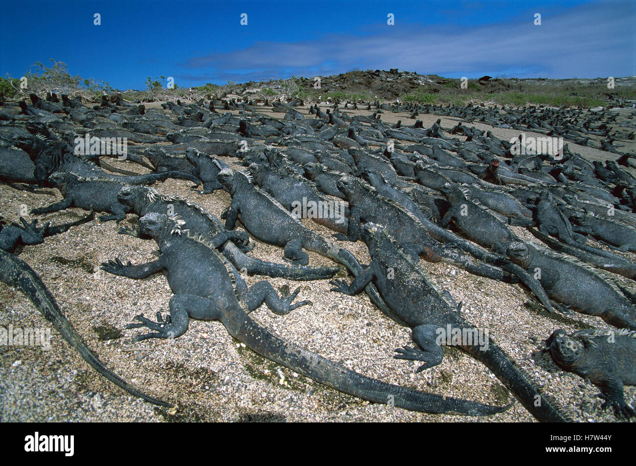 Marine Iguana (Amblyrhynchus cristatus) group sunning on beach ...