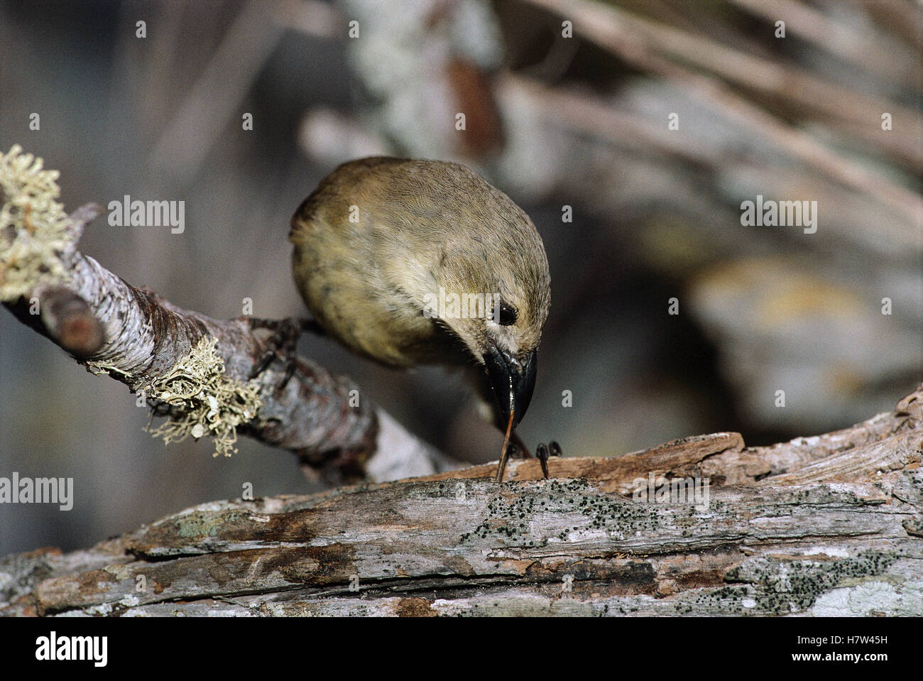 Woodpecker Finch (Camarhynchus pallidus) using a tool to dislodge a ...