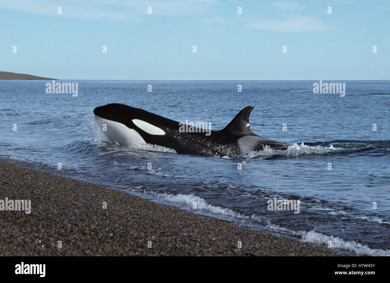 Orca (Orcinus orca) hunting for sea lions, will lunge up onto the sandy ...