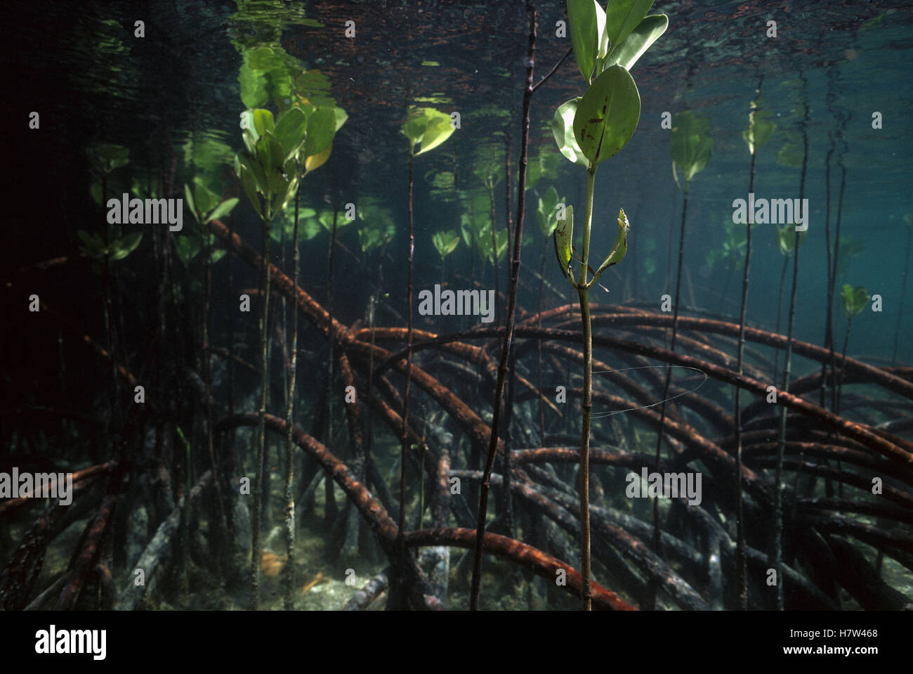 Spider Mangrove (Rhizophora stylosa) view of roots and shoots, North ...