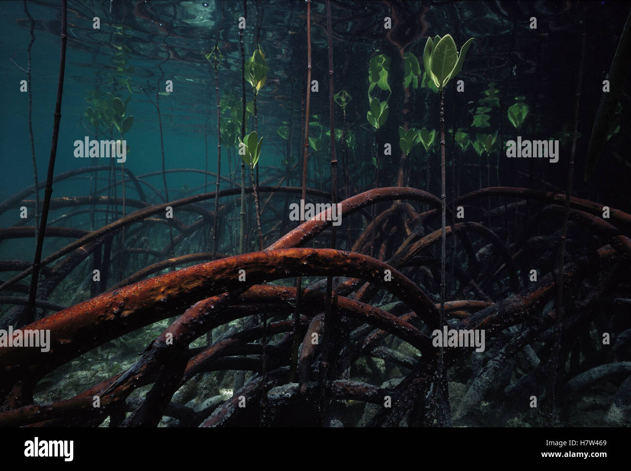 Spider Mangrove (Rhizophora stylosa) view of roots and shoots, North ...