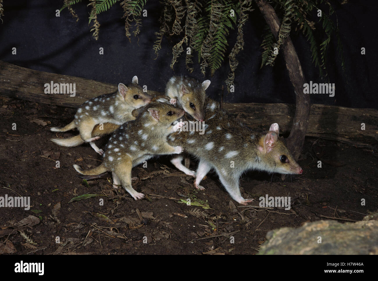 Eastern Quoll (Dasyurus viverrinus) mother with three young, Tasmania ...