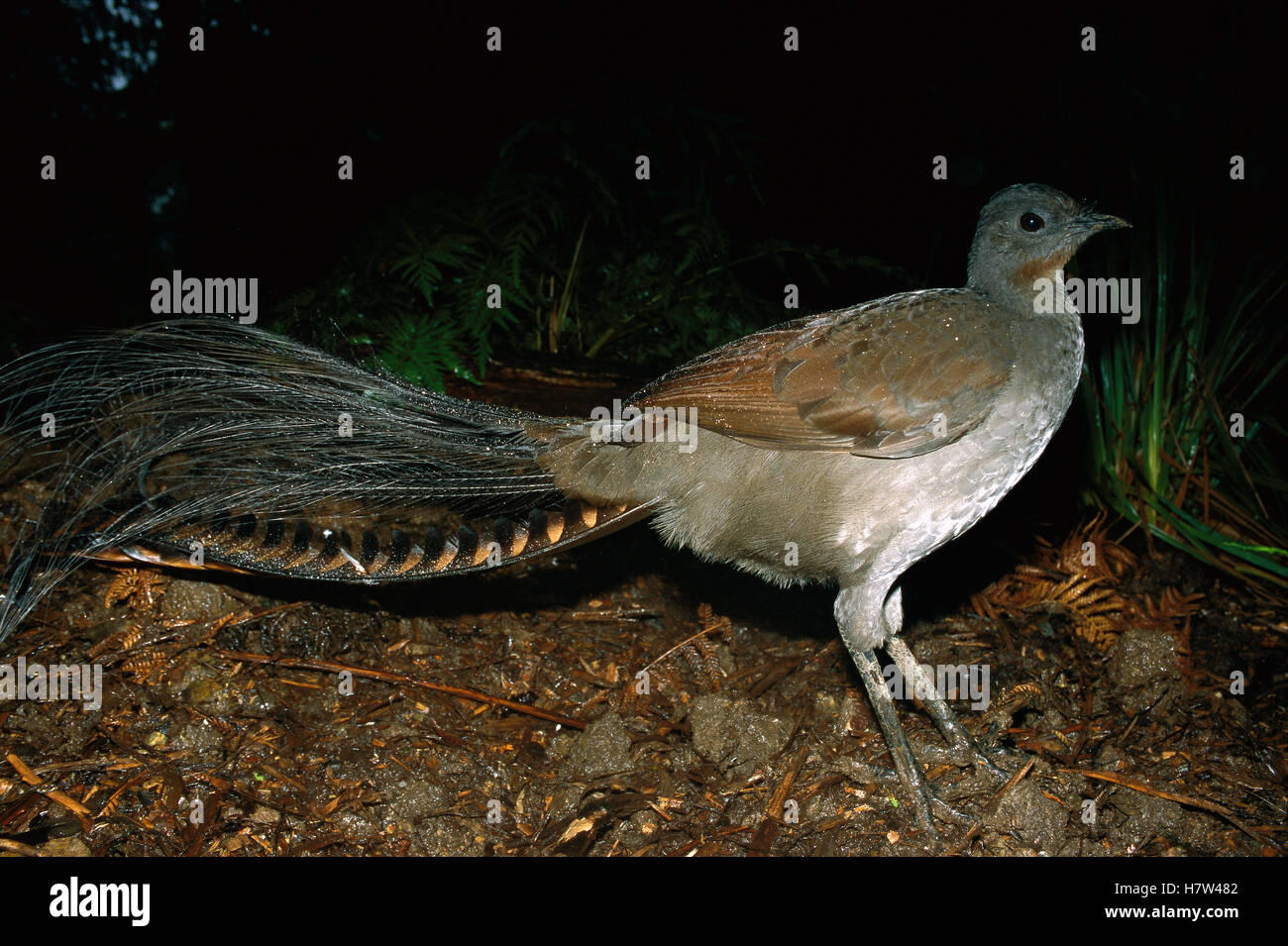 Lyrebird male hi-res stock photography and images - Alamy
