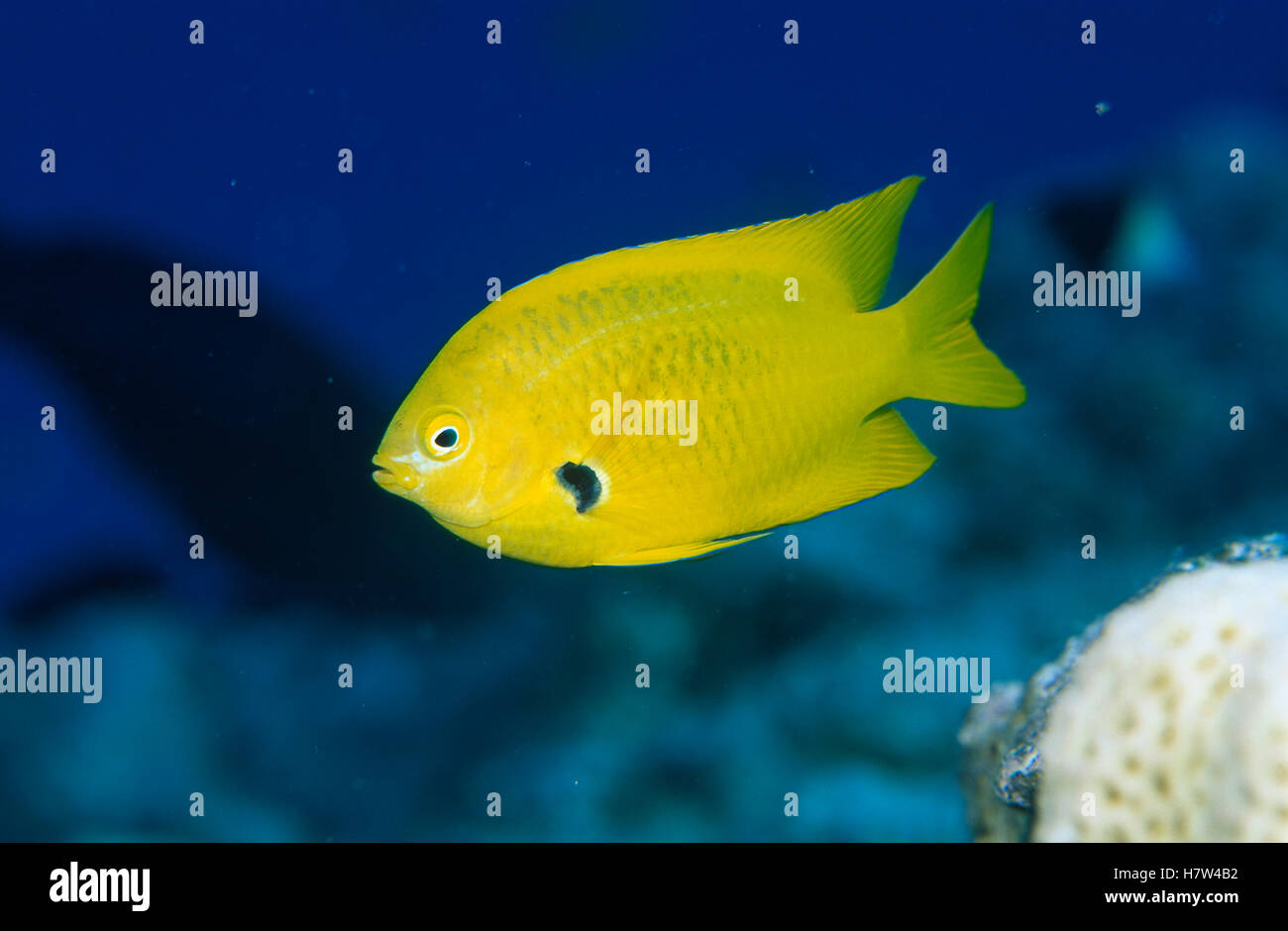 Damselfish (Stegastes sp) portrait, underwater, Europe Stock Photo - Alamy
