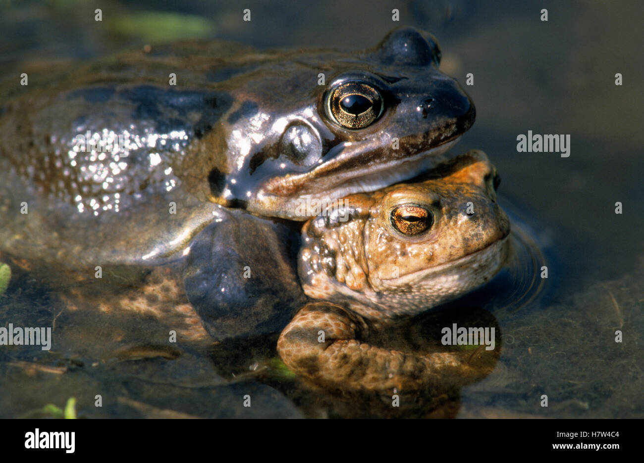 Common Frog (Rana temporaria) couple mating, Europe Stock Photo - Alamy