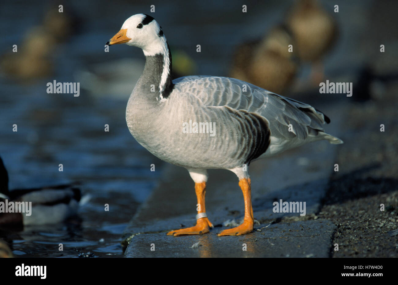 Bar-headed Goose (Anser indicus) portrait, Europe Stock Photo - Alamy
