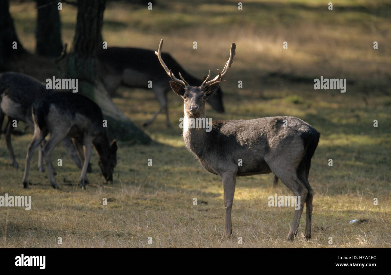 Fallow Deer (Dama dama) stag, Europe Stock Photo - Alamy