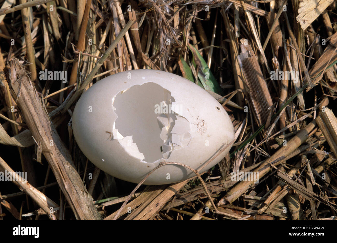 Duck (Anas sp) egg broken and chick taken by Carrion Crow (Corvus ...
