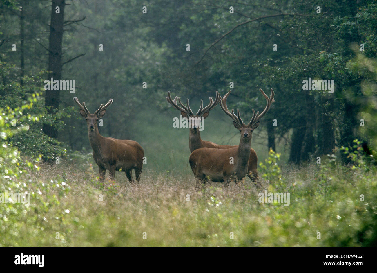 Red Deer (Cervus elaphus) three bucks standing in the woods, Europe ...