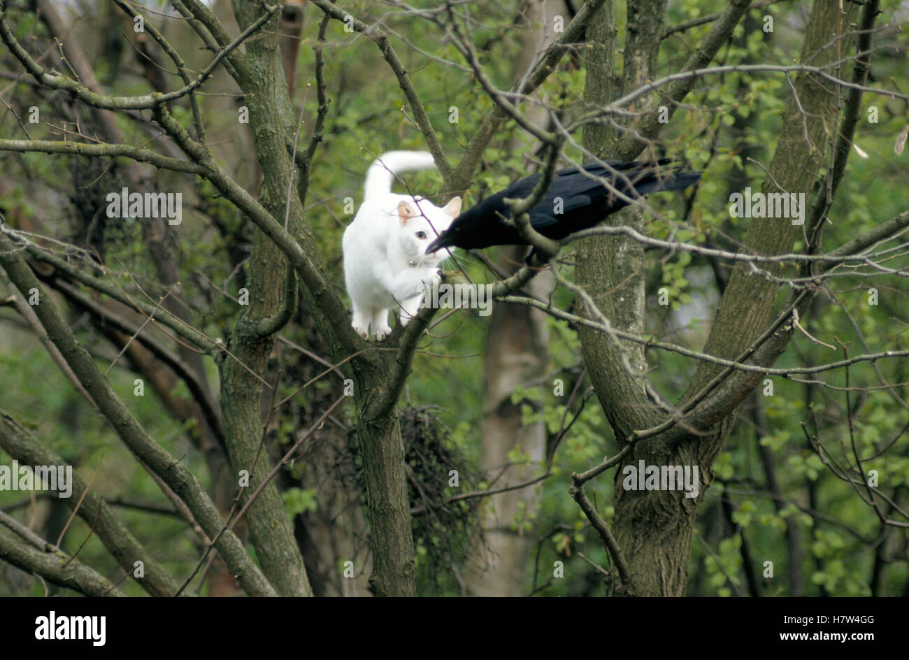 Domestic Cat (Felis catus) and Carrion Crow (Corvus corone) in tree ...