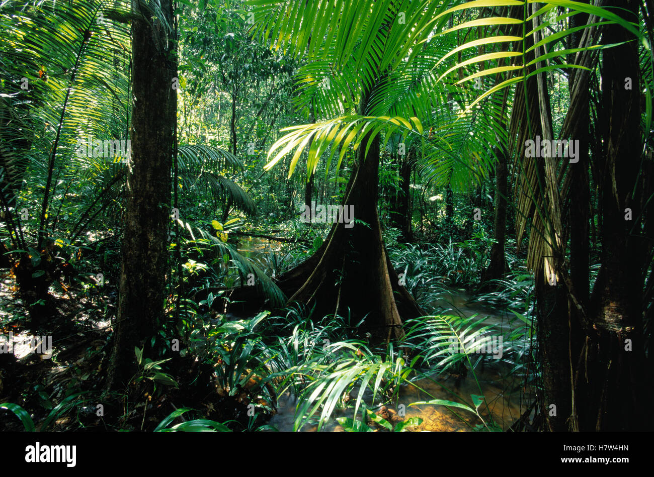 Palms and buttressed roots in rainforest interior, Guyana Stock Photo ...