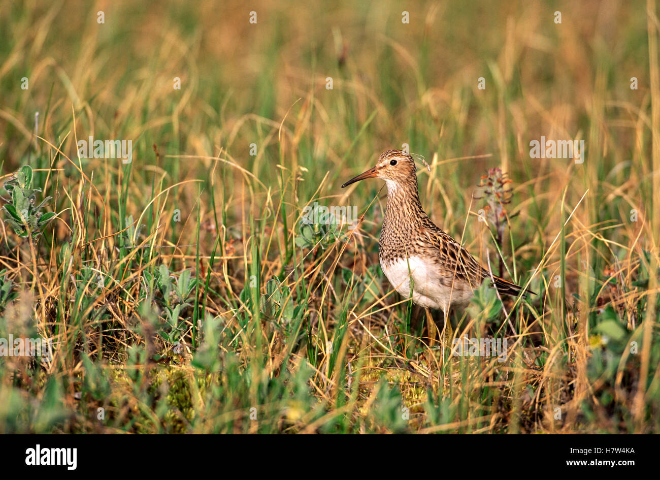 Pectoral Sandpiper (Calidris melanotos) standing in tall grass, Siberia ...