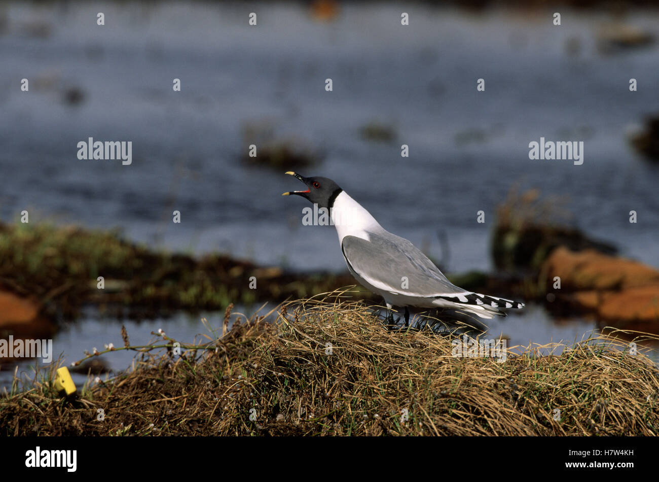 Sabine's Gull (Xema sabini) calling from grassy shore, Europe Stock ...