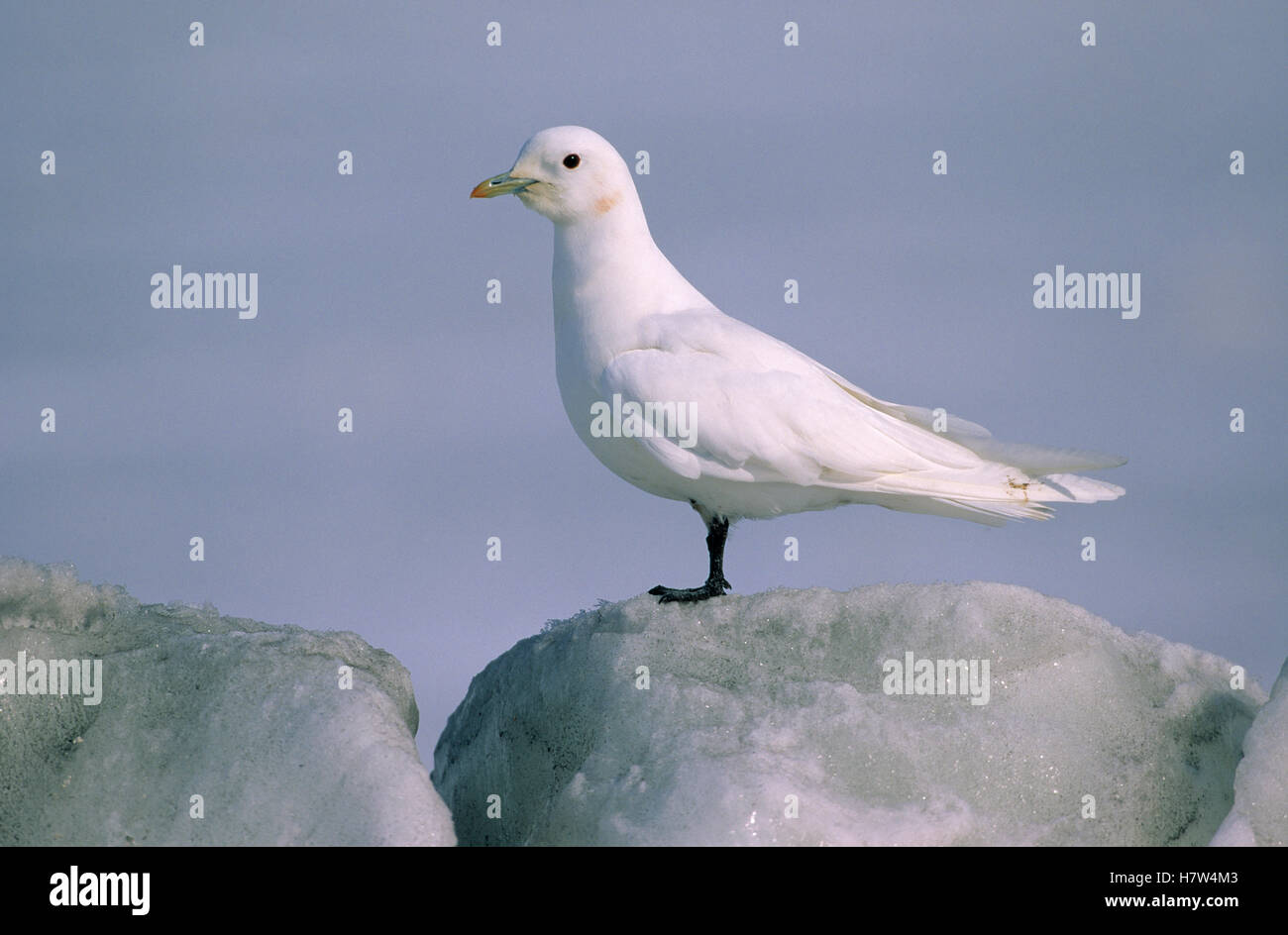 Ivory Gull (Pagophila eburnea) portrait on iceberg, Siberia Stock Photo ...