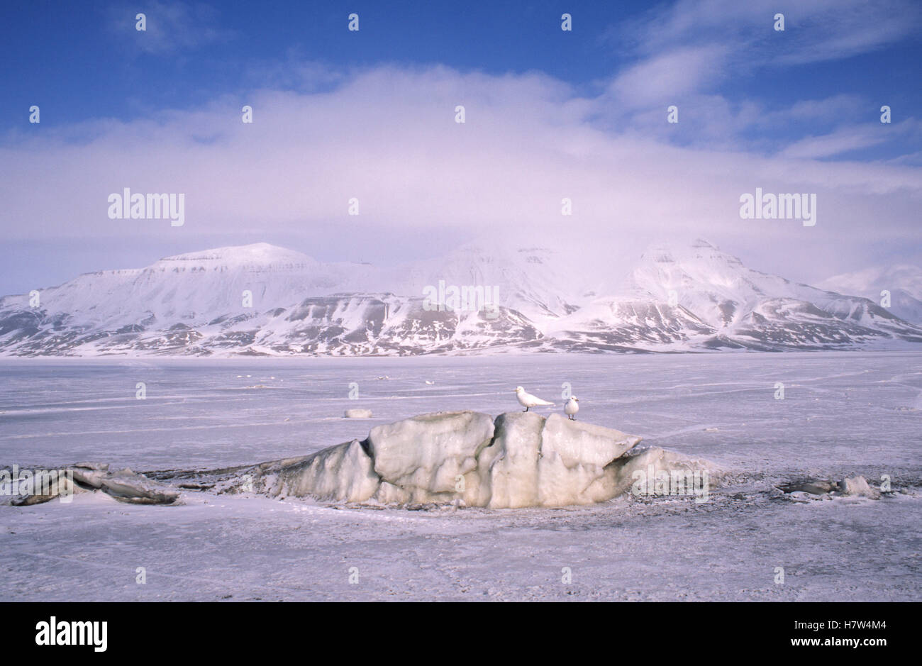 Ivory Gull (Pagophila eburnea) pair camouflaged on iceberg in snowy ...