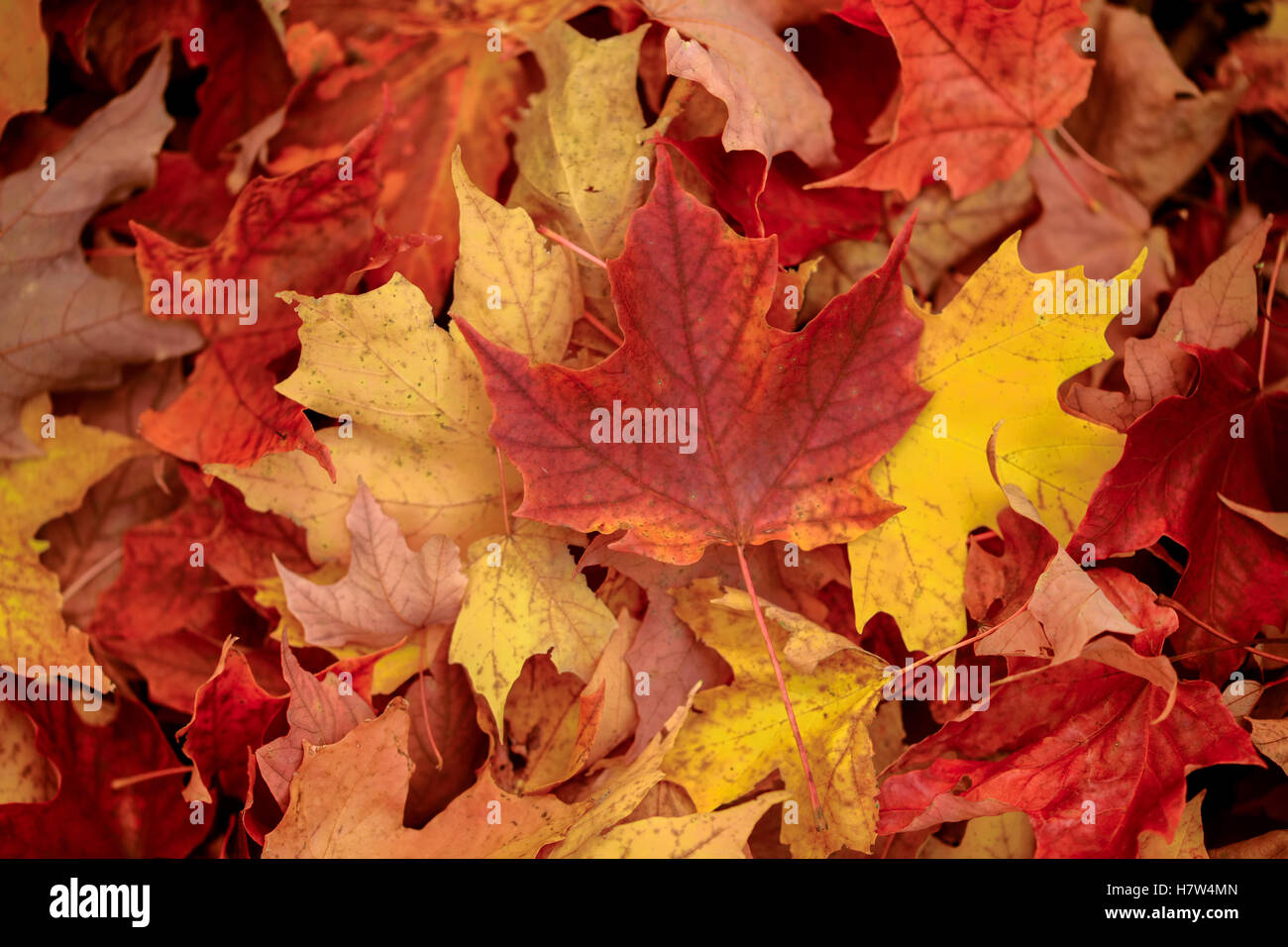 Fallen maple leaves in the forest Stock Photo - Alamy