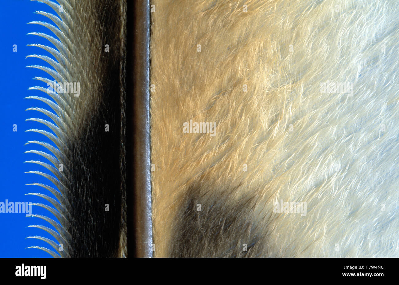 Close up of flight feather showing the shaft with the attached vane ...