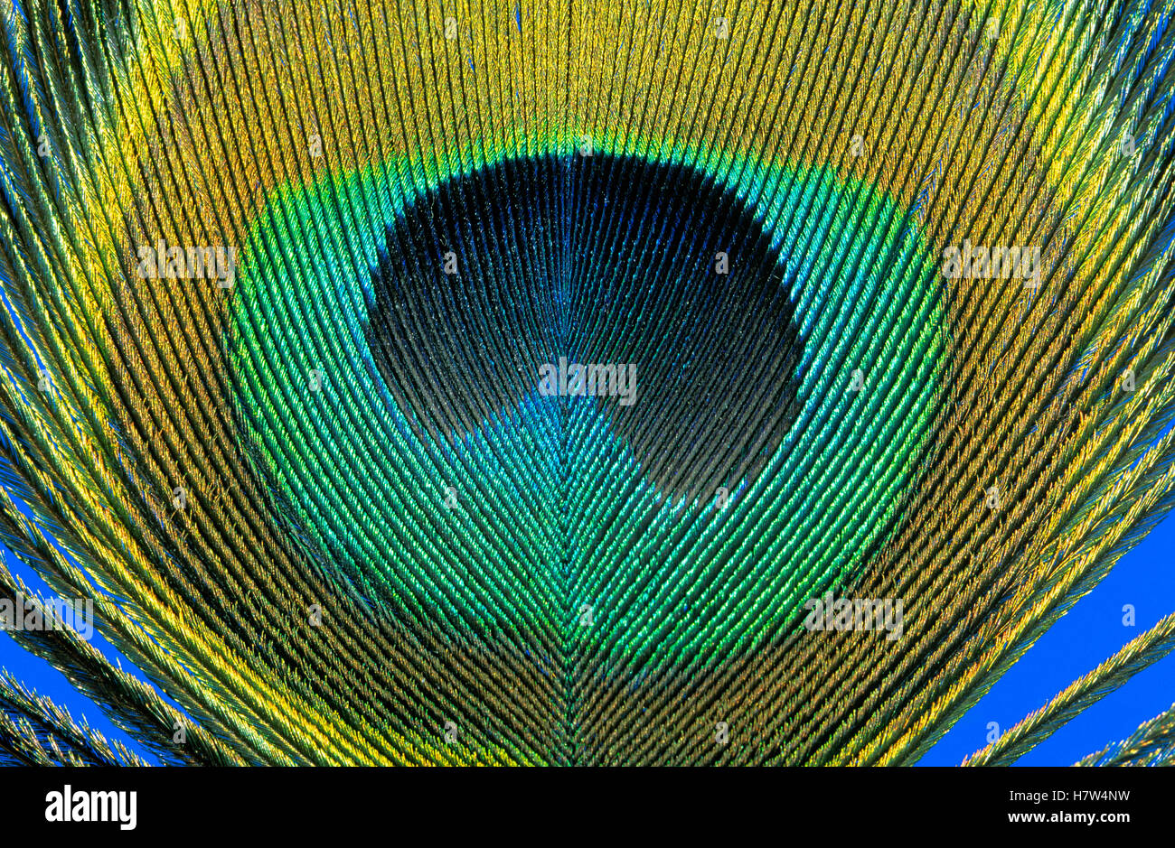 Indian Peafowl (Pavo cristatus) feather detail from male showing ...
