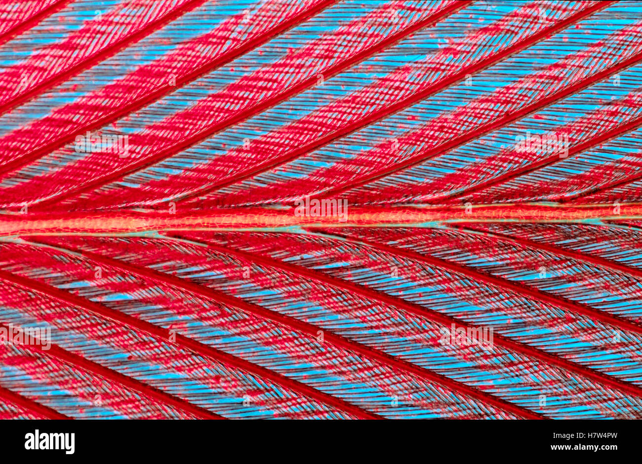 Close up of feather showing interlocking barbules Stock Photo - Alamy