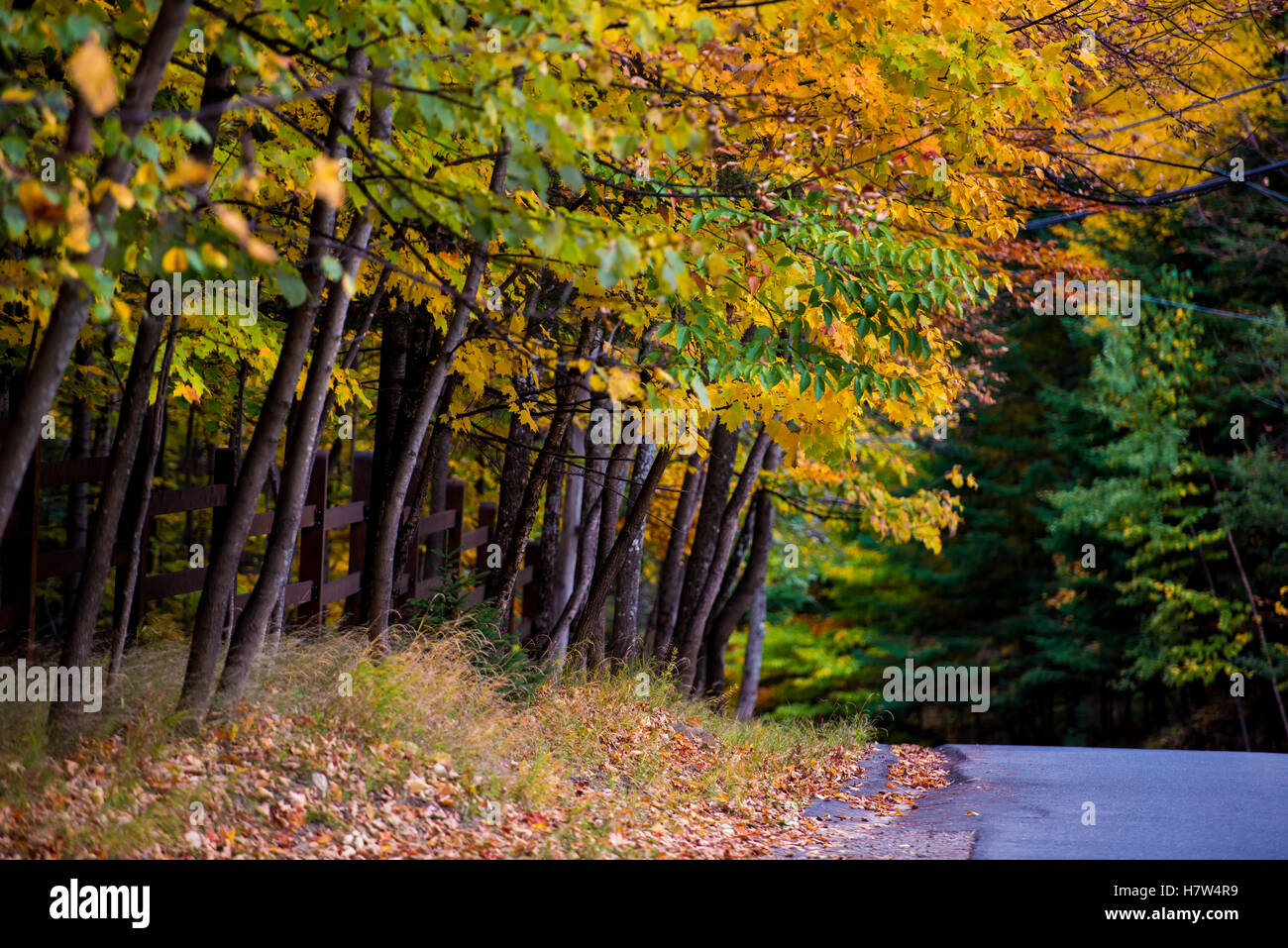 Daylight forest hi-res stock photography and images - Alamy