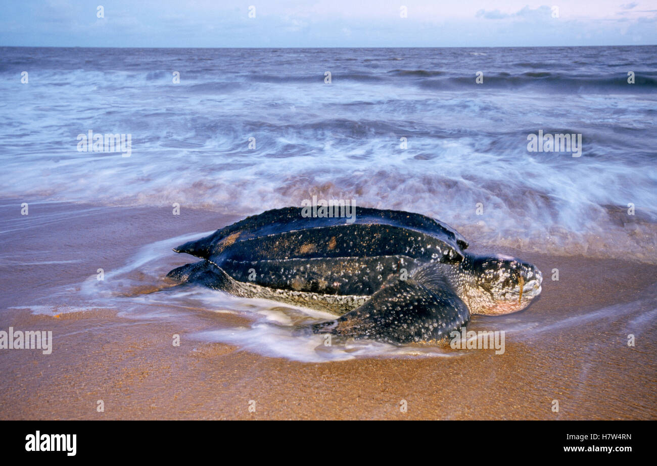 Leatherback Sea Turtle (Dermochelys coriacea) at the surf's edge coming ...