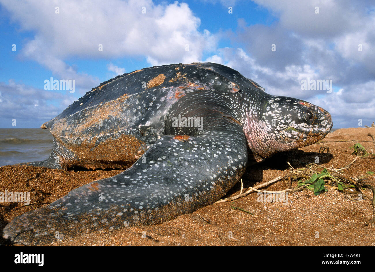 Leatherback Sea Turtle (Dermochelys coriacea) female coming ashore to ...