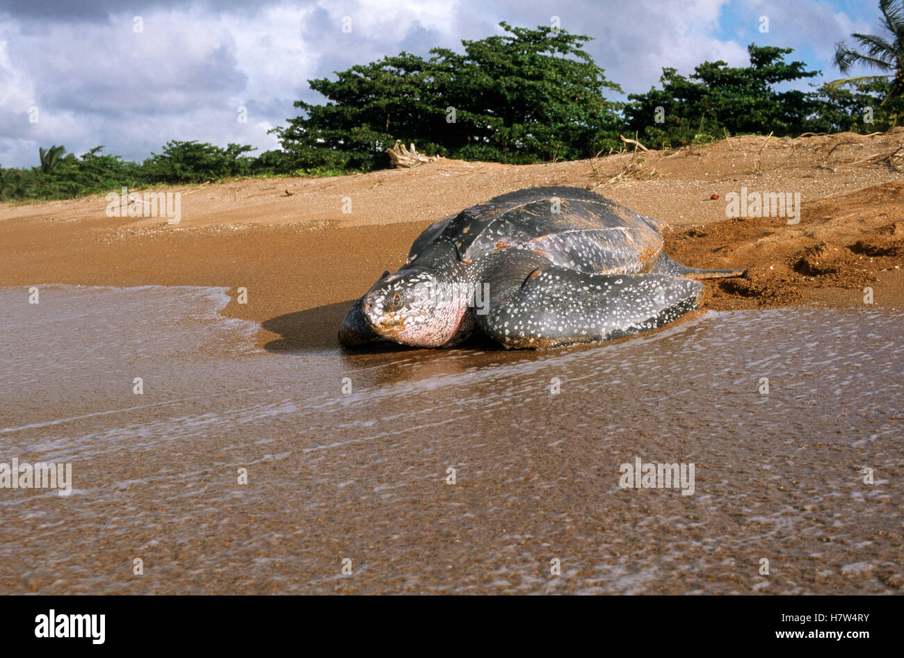 Leatherback Sea Turtle (Dermochelys coriacea) female crawls back to the ...