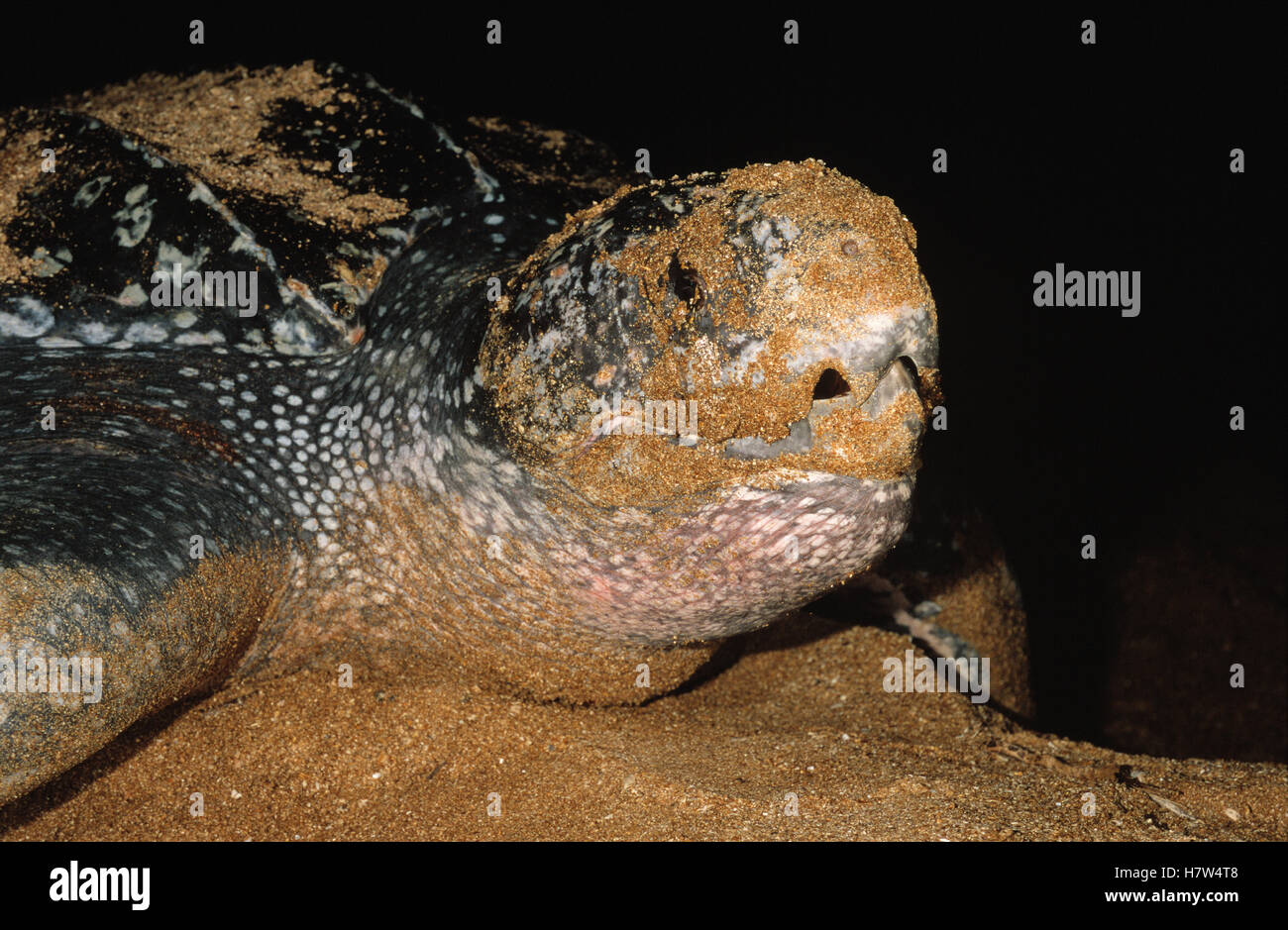Leatherback Sea Turtle (Dermochelys coriacea) female on a beach laying ...