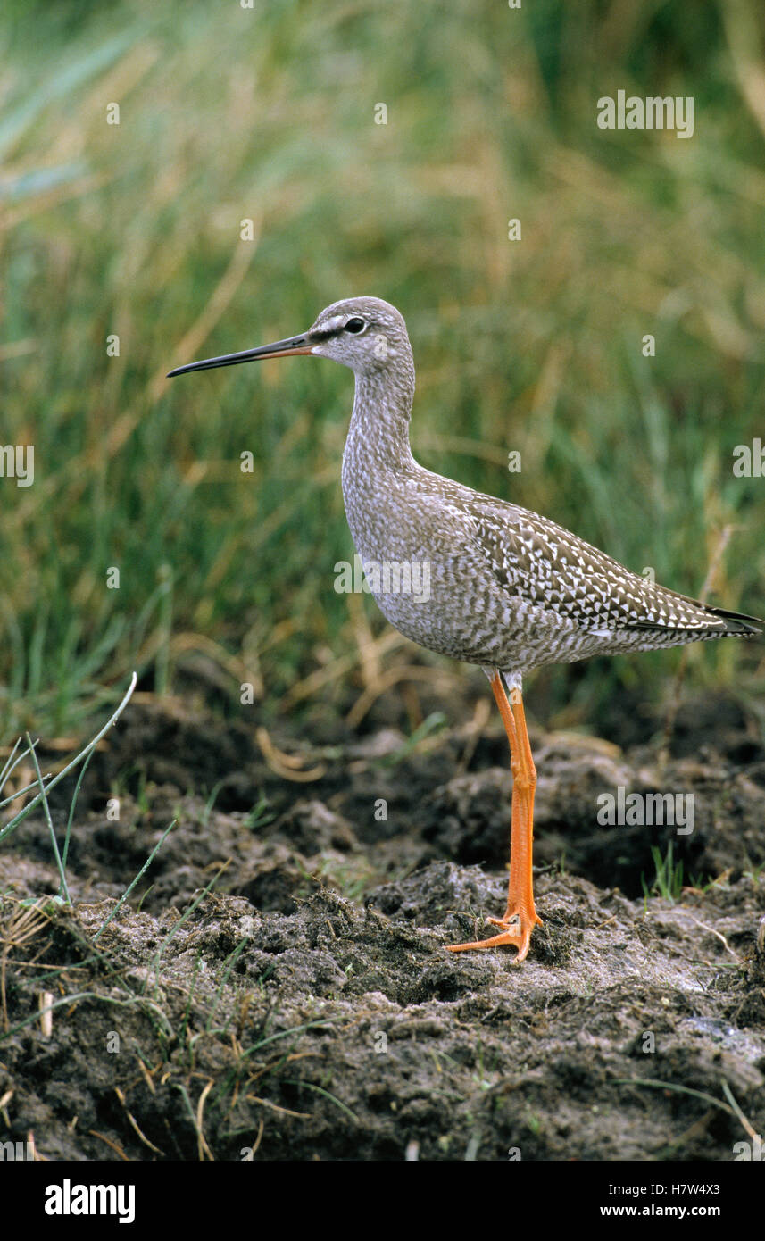 Spotted Redshank (Tringa erythropus) standing in mud, Europe Stock ...