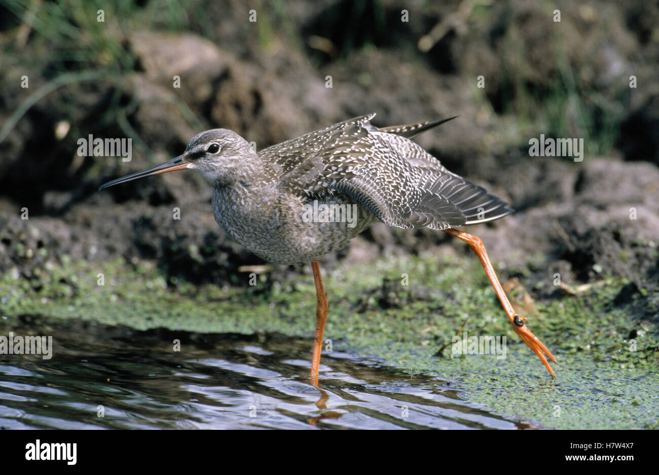 Spotted Redshank (Tringa erythropus) stretching, Europe Stock Photo - Alamy
