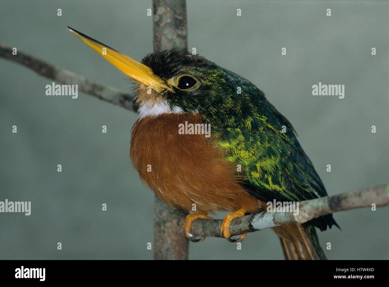 Yellow-billed Jacamar (Galbula albirostris) portrait, Iwokrama ...