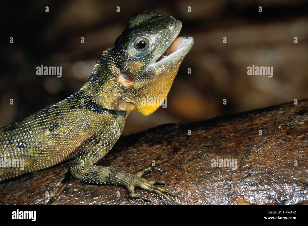 Blue-lipped Tree Lizard (Plica umbra) portrait showing yellow neck flap ...