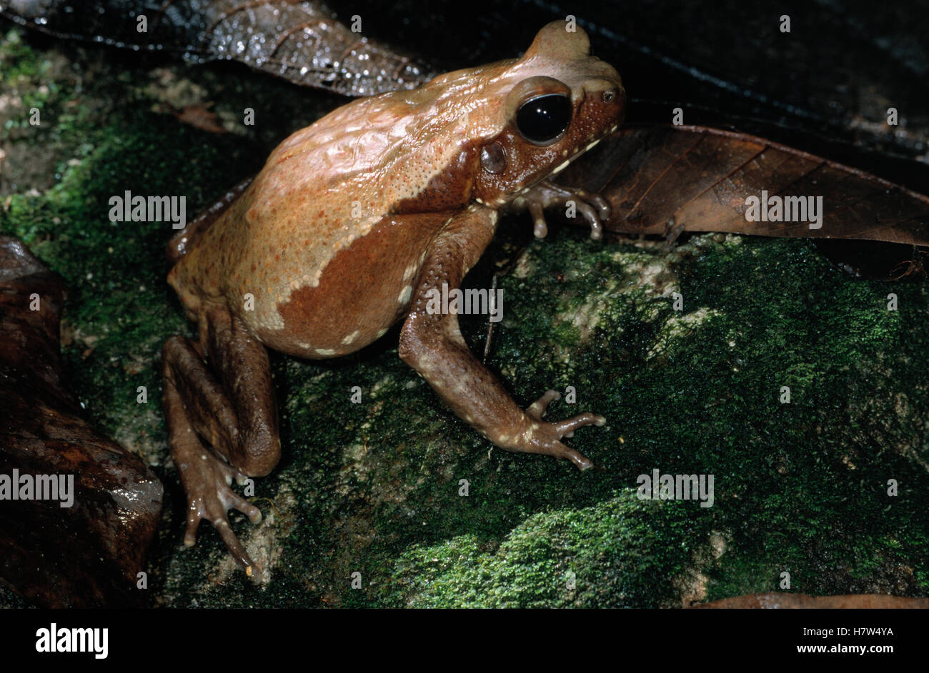 Smooth-sided Toad (Bufo guttatus) on forest floor, Iwokrama Rainforest ...