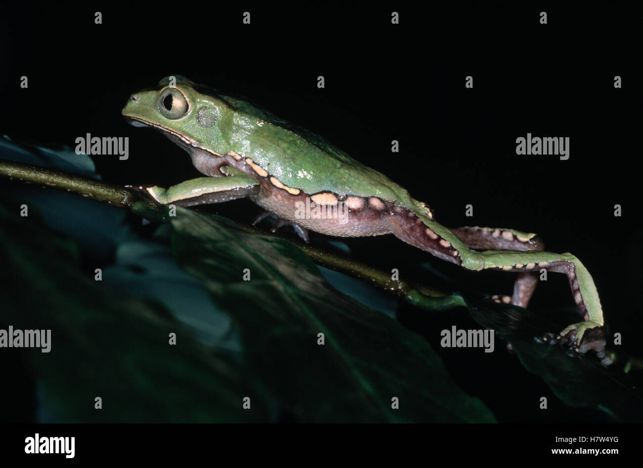 Giant Monkey Frog (Phyllomedusa bicolor) climbing up plant stem ...