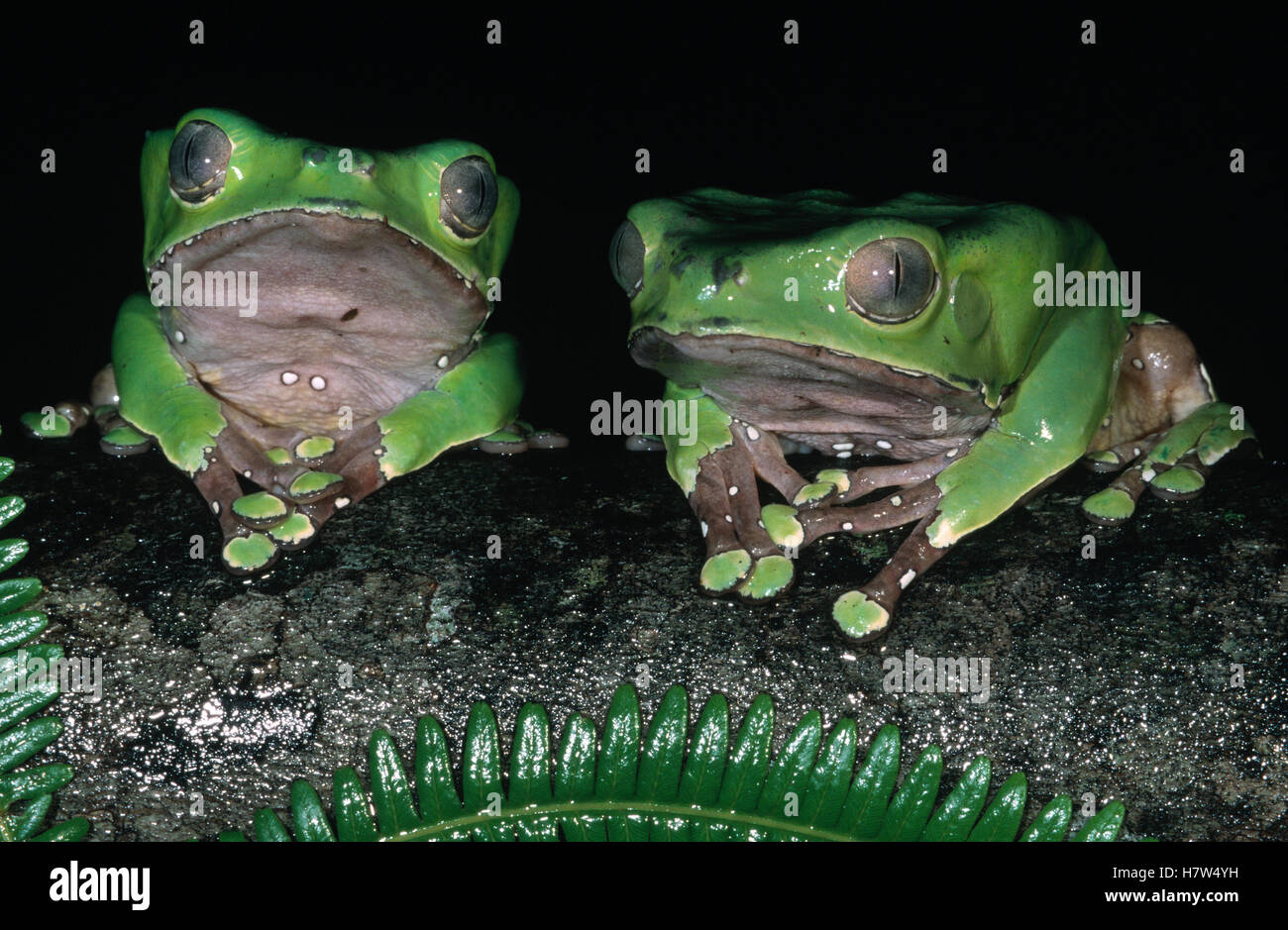 Giant Monkey Frog (Phyllomedusa bicolor) pair resting on tree branch ...