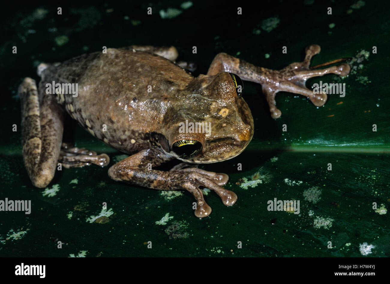 Tree Frog (Osteocephalus sp) portrait, Iwokrama Rainforest Reserve ...