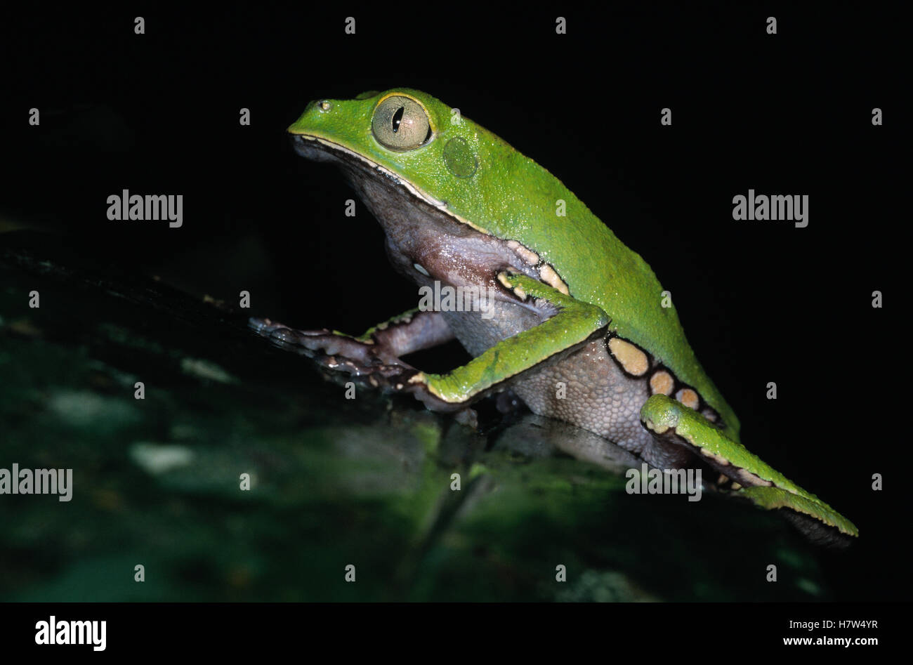 Giant Monkey Frog (Phyllomedusa bicolor) portrait, Iwokrama Rainforest ...