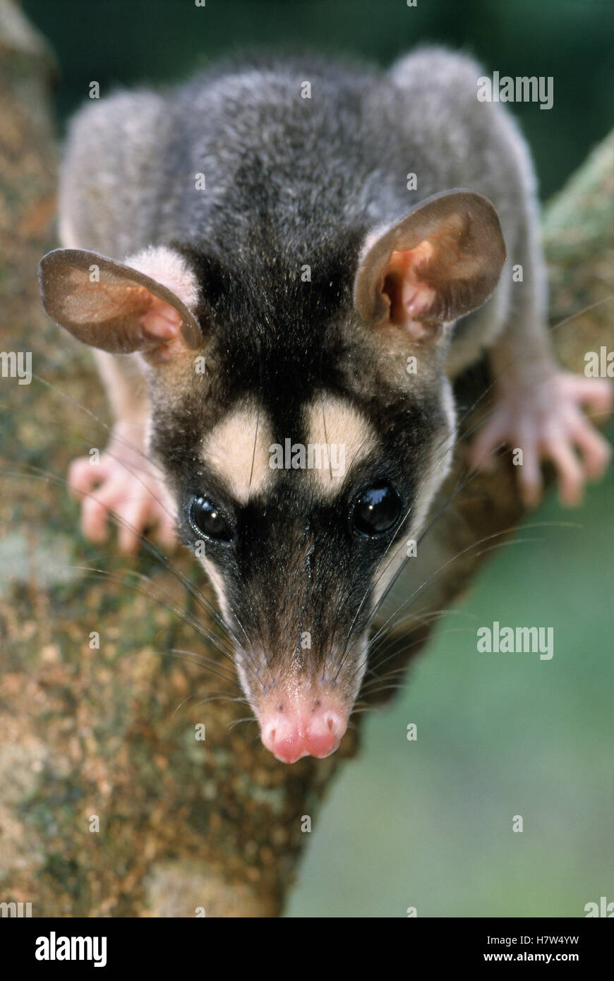 Grey Four-eyed Opossum (Philander opossum) portrait in tree showing the ...