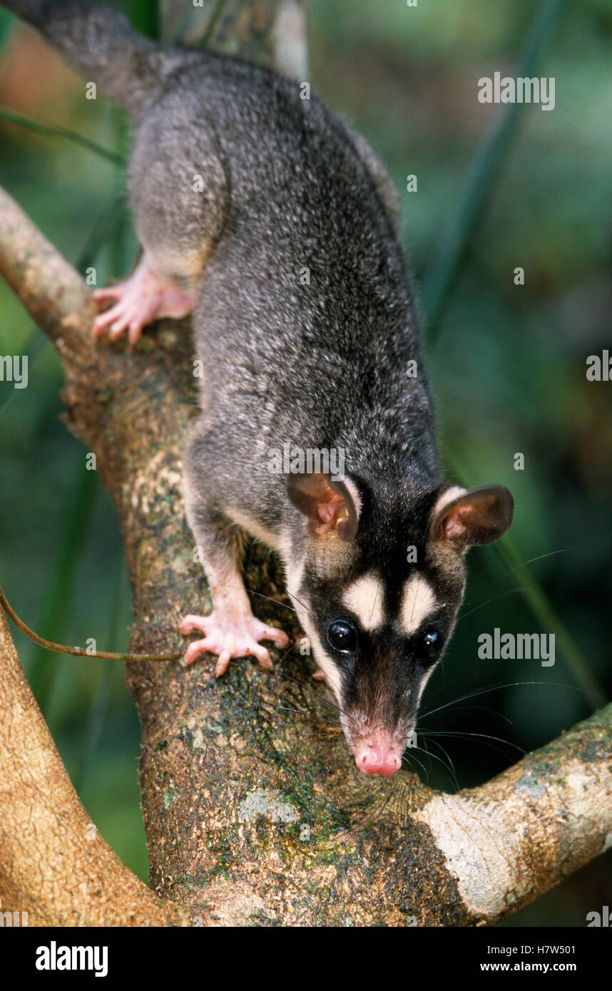 Grey Four-eyed Opossum (Philander opossum) portrait in tree showing the two white spots over its ...