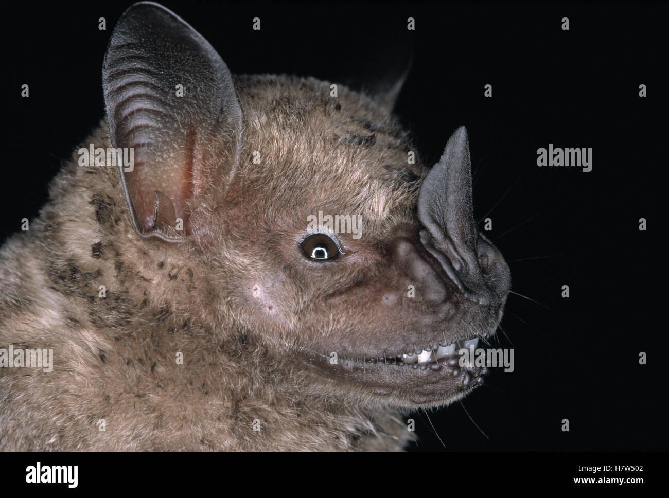 Flat-faced Fruit-eating Bat (Artibeus planirostris) close up, portrait ...
