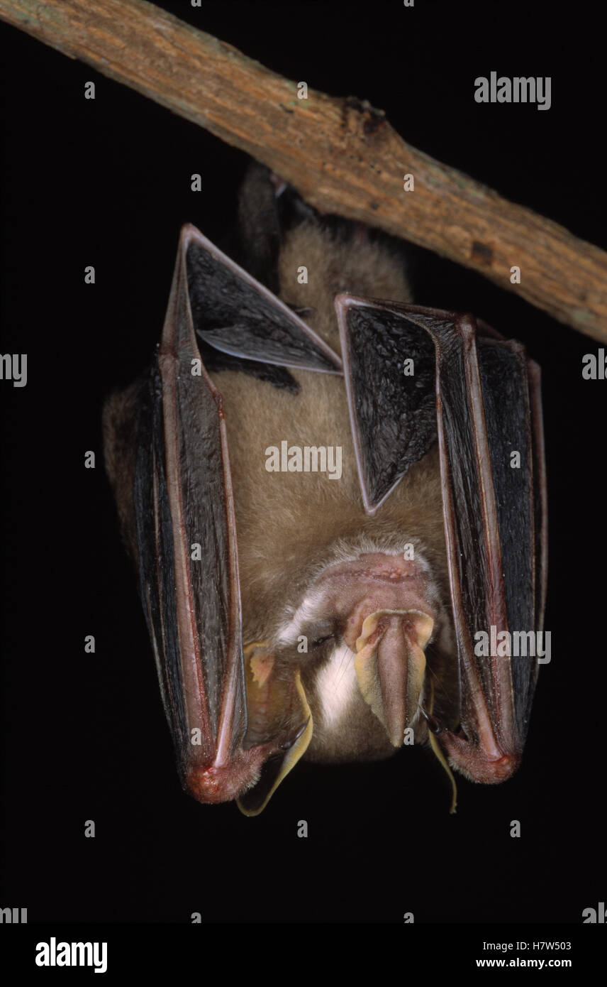 Little Fruit-eating Bat (Artibeus cinereus) hanging upside-down on ...